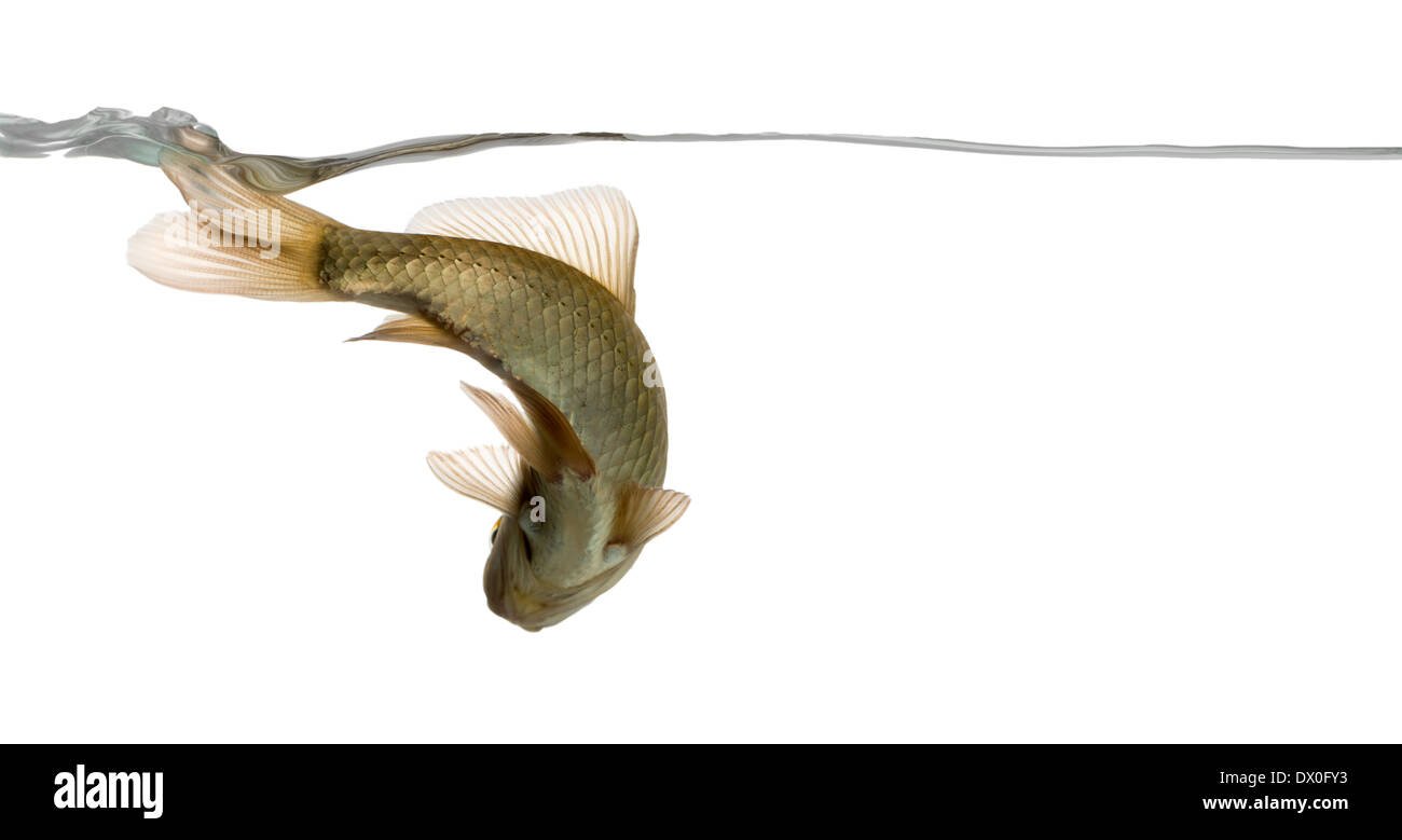 Eurasian minnow, swimming under water line, Phoxinus phoxinus, against ...