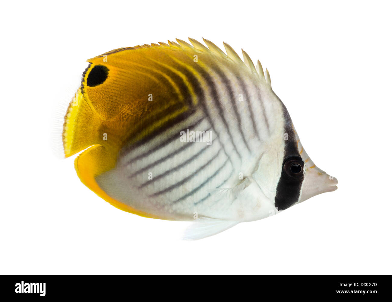 Side view of a Threadfin Butterflyfish, Chaetodon auriga, against white ...