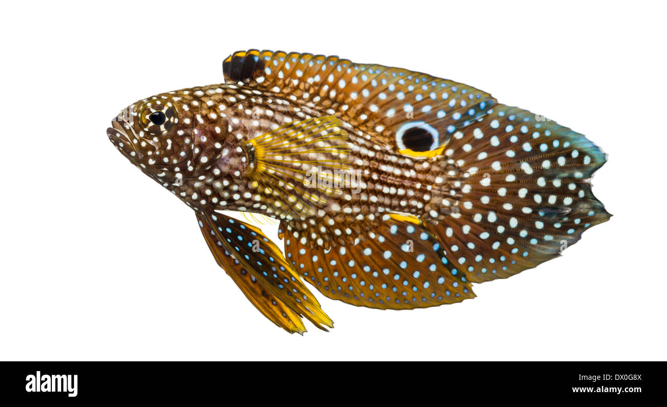 Side view of a Comet, Calloplesiops altivelis, against white background ...