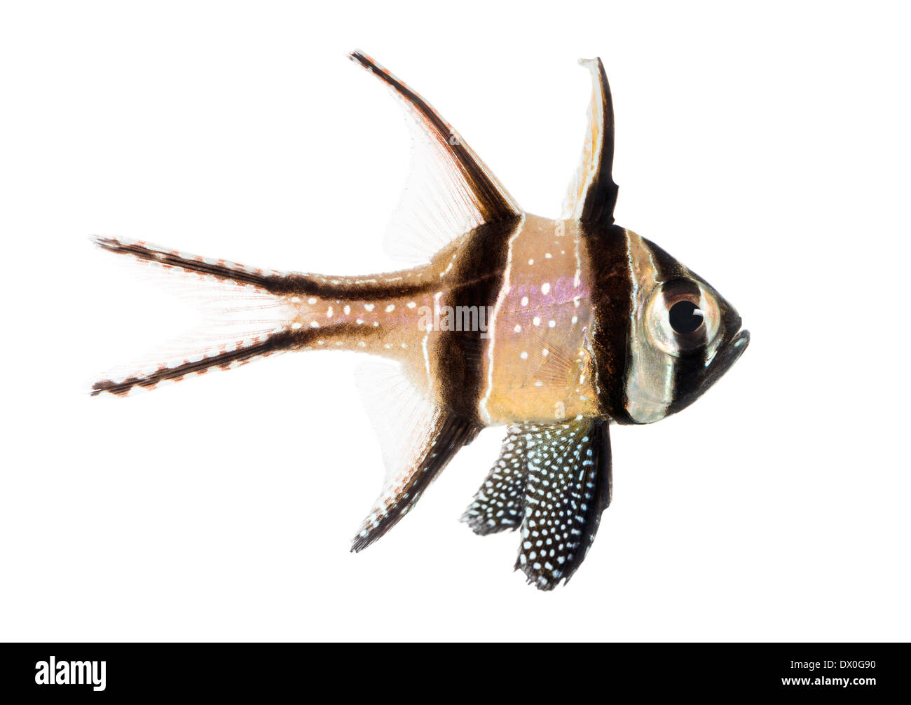 Spotted cardinalfish Cut Out Stock Images & Pictures - Alamy