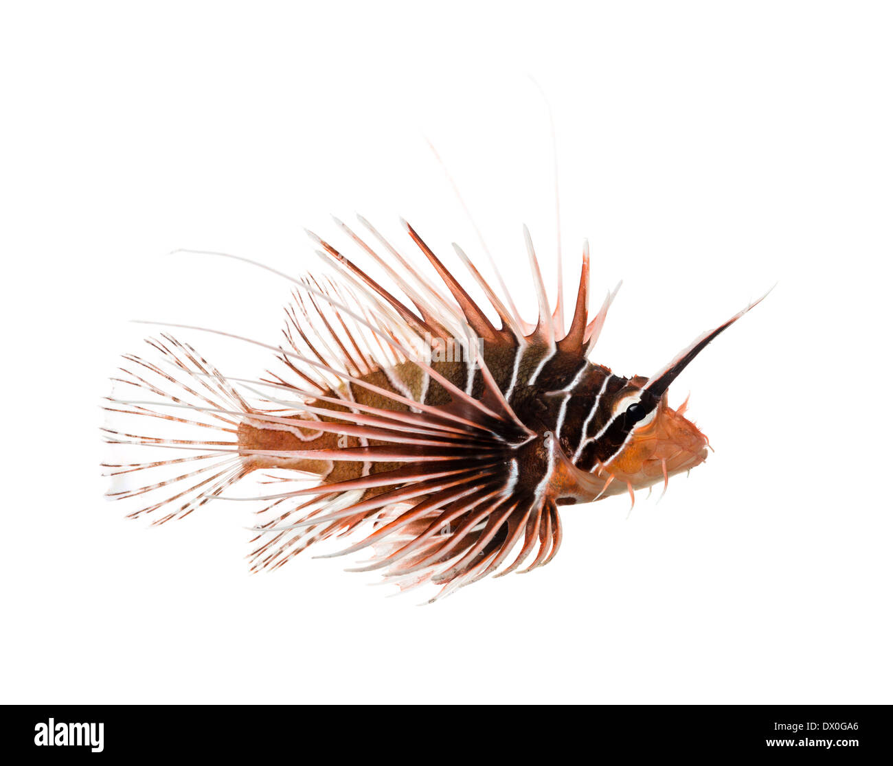 Side view of a Broadbarred firefish, Pterois antennata, against white ...
