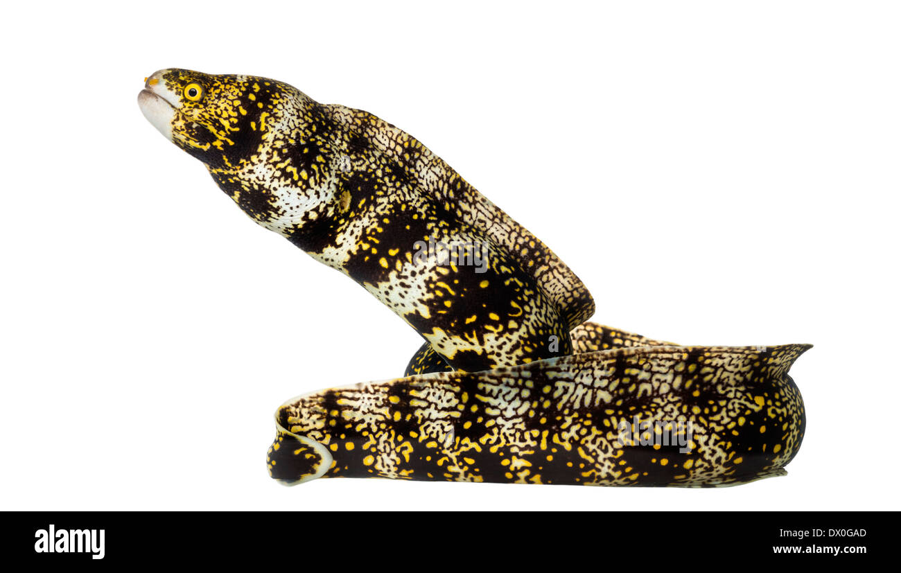 Side view of a Snowflake Moray, Echidna nebulosa, against white ...