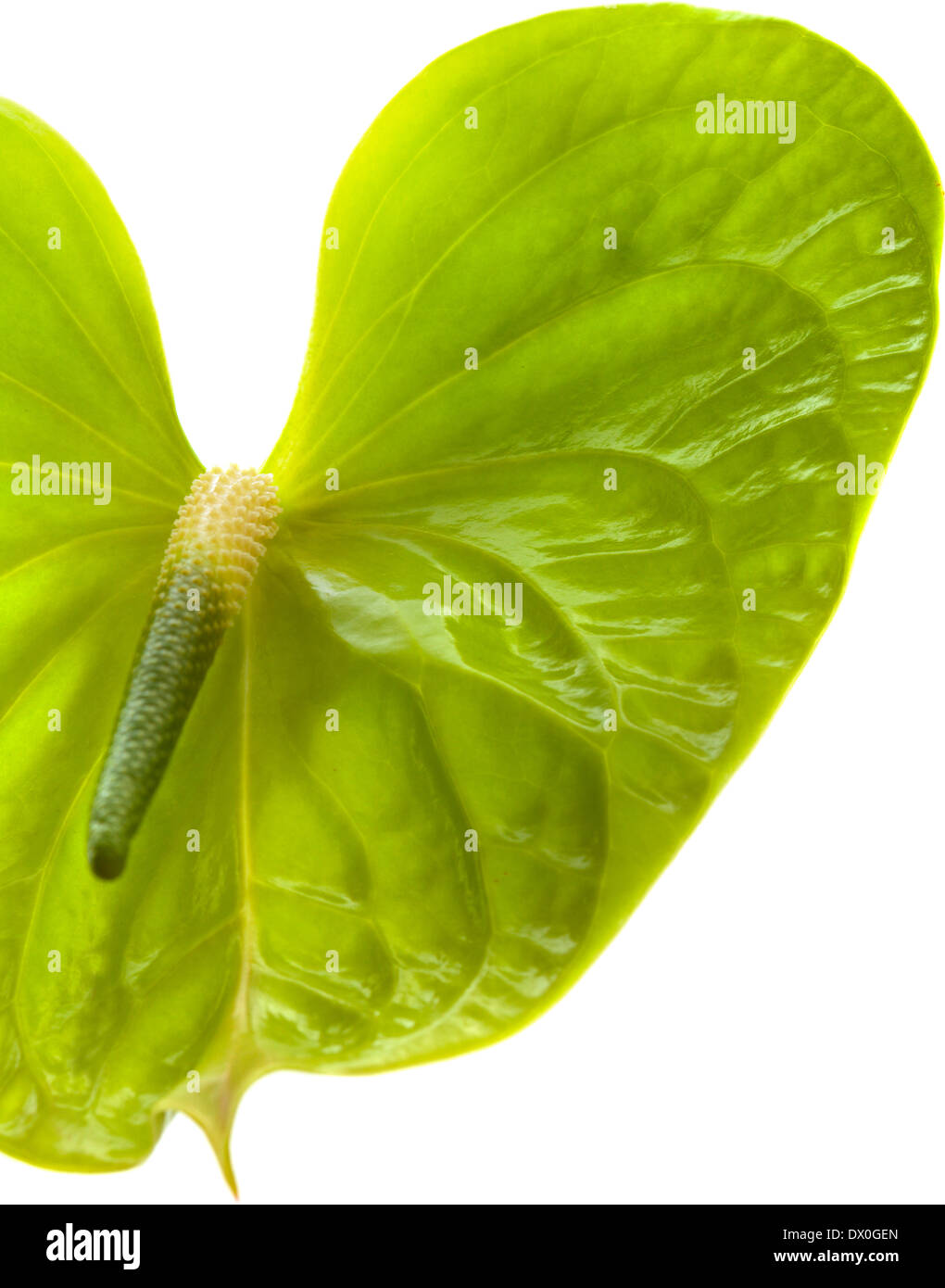 Anthurium flamingo flower native hi-res stock photography and images ...