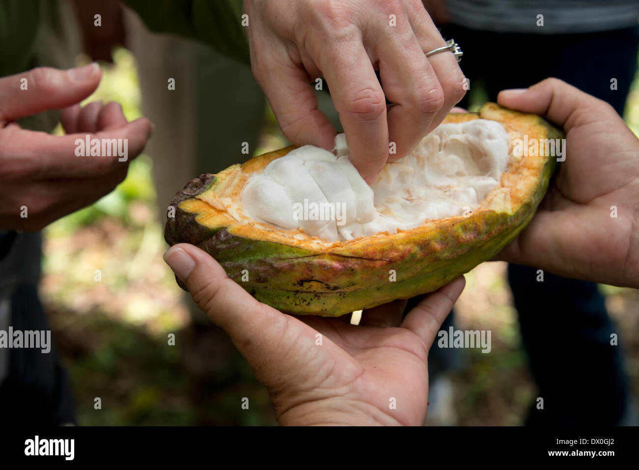 Inside of cacao pod hi-res stock photography and images - Alamy