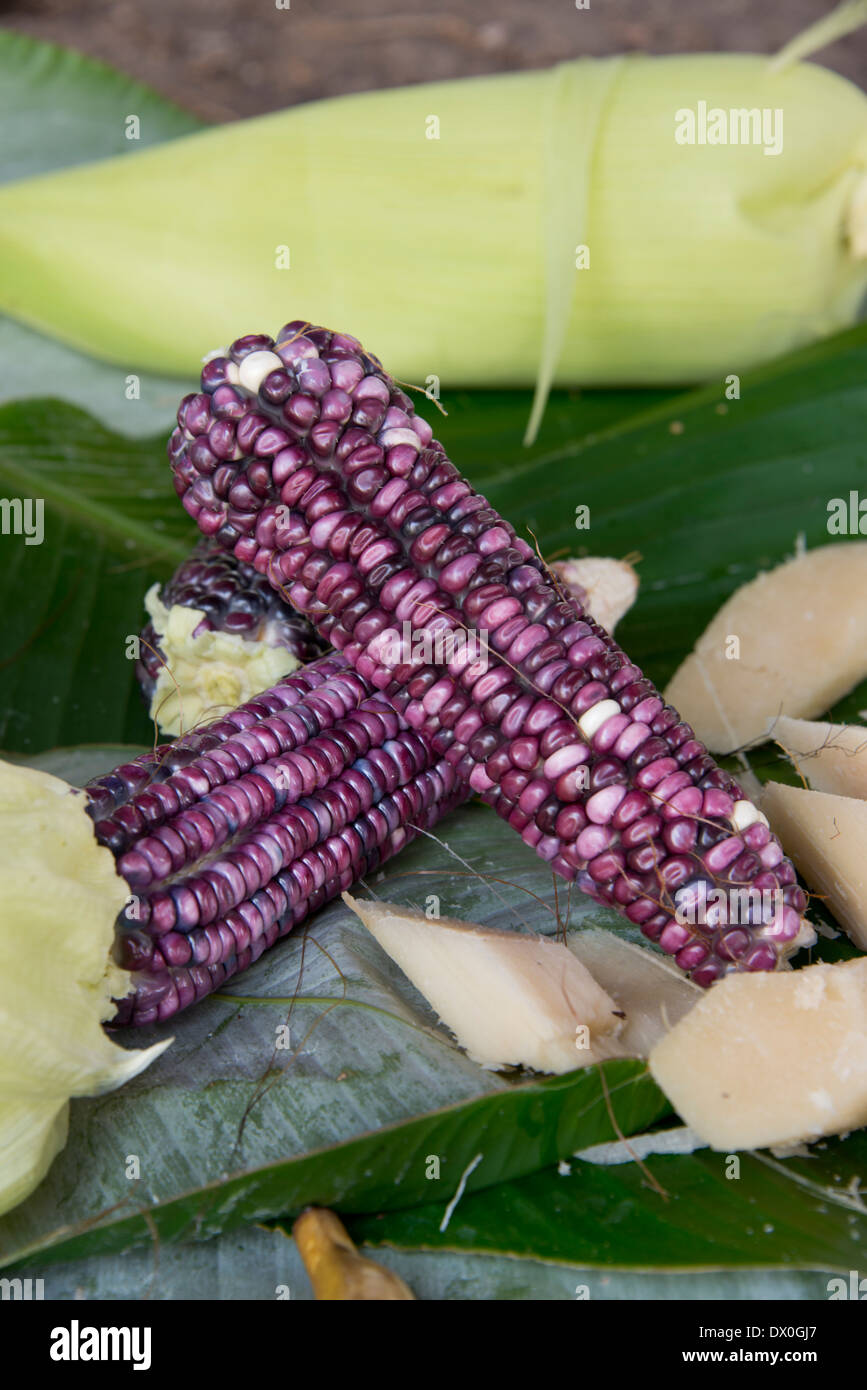 Belize, Punta Gorda, Columbia. Agouti Cacao Farm. Sustainable mountain ...
