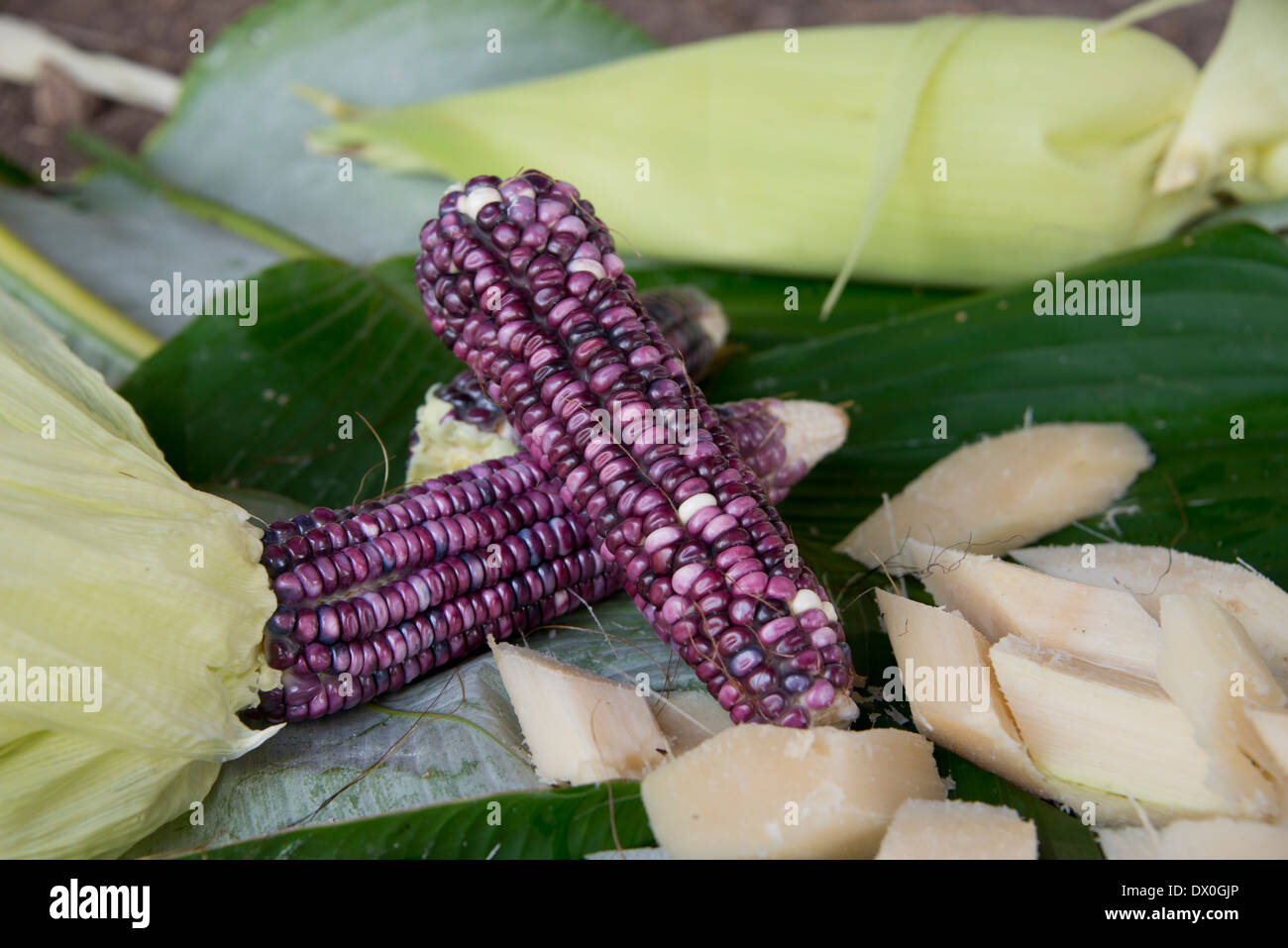 Belize, Punta Gorda, Columbia. Agouti Cacao Farm. Sustainable mountain ...