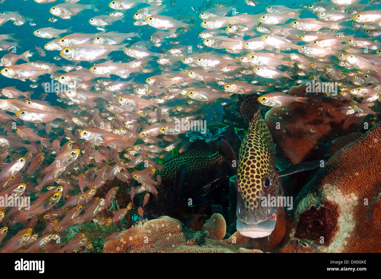 Golden sweeper school, Parapriacanthus ransonneti, Raja Ampat Indonesia ...