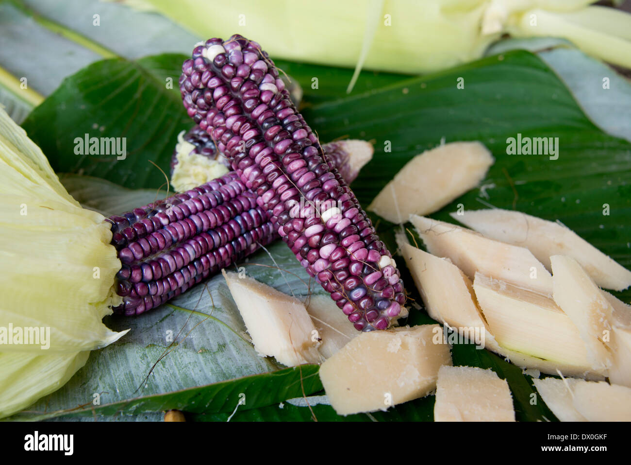 Belize, Punta Gorda, Columbia. Agouti Cacao Farm. Sustainable mountain ...