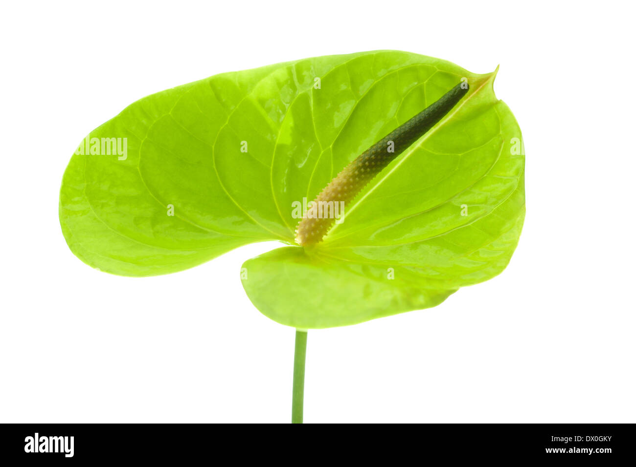 Green anthurium hi-res stock photography and images - Alamy