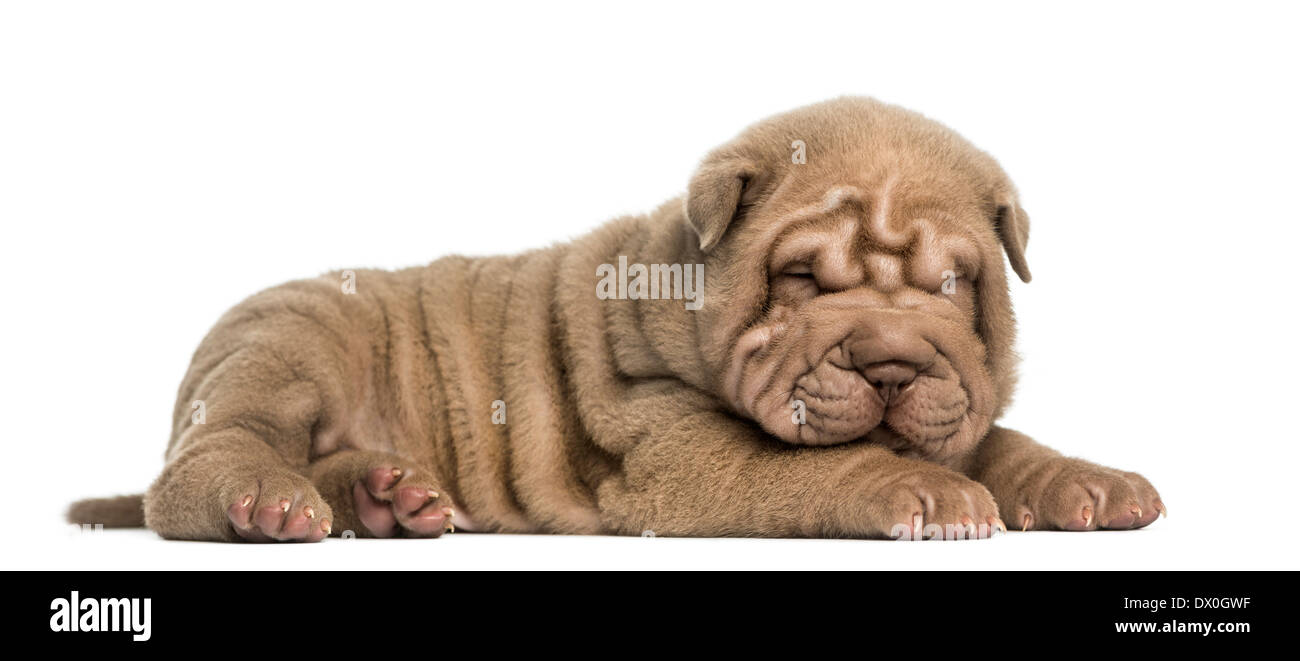 What Are Rolly Dogs Called