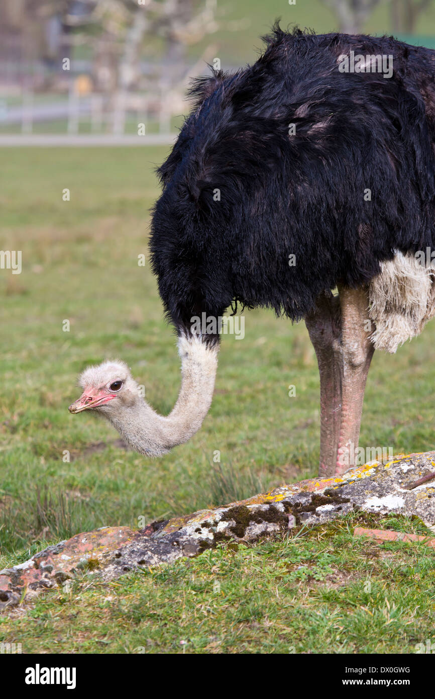 White ostrich feathers hi-res stock photography and images - Alamy
