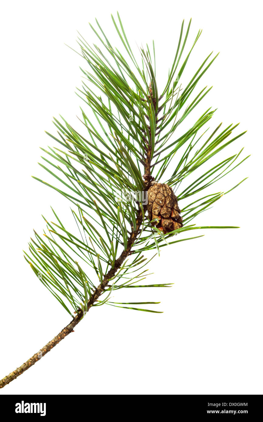 pine branch isolated on white Stock Photo - Alamy