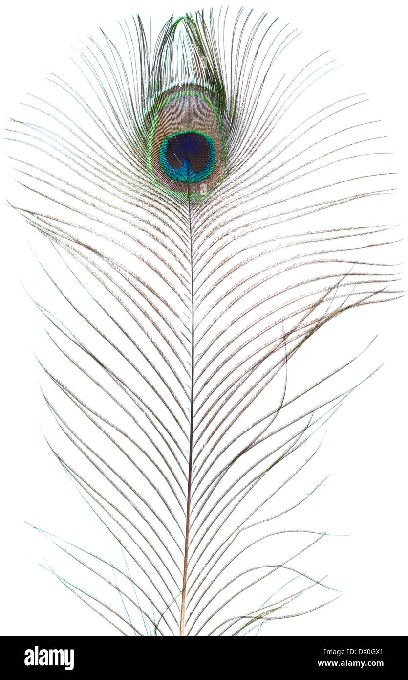 peacock feather isolated on white Stock Photo - Alamy