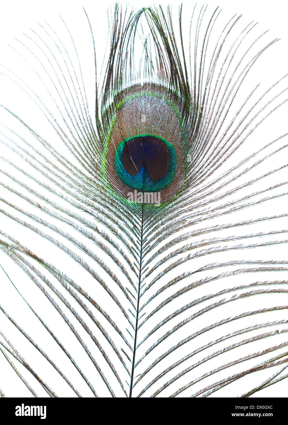 peacock feather isolated on white Stock Photo - Alamy