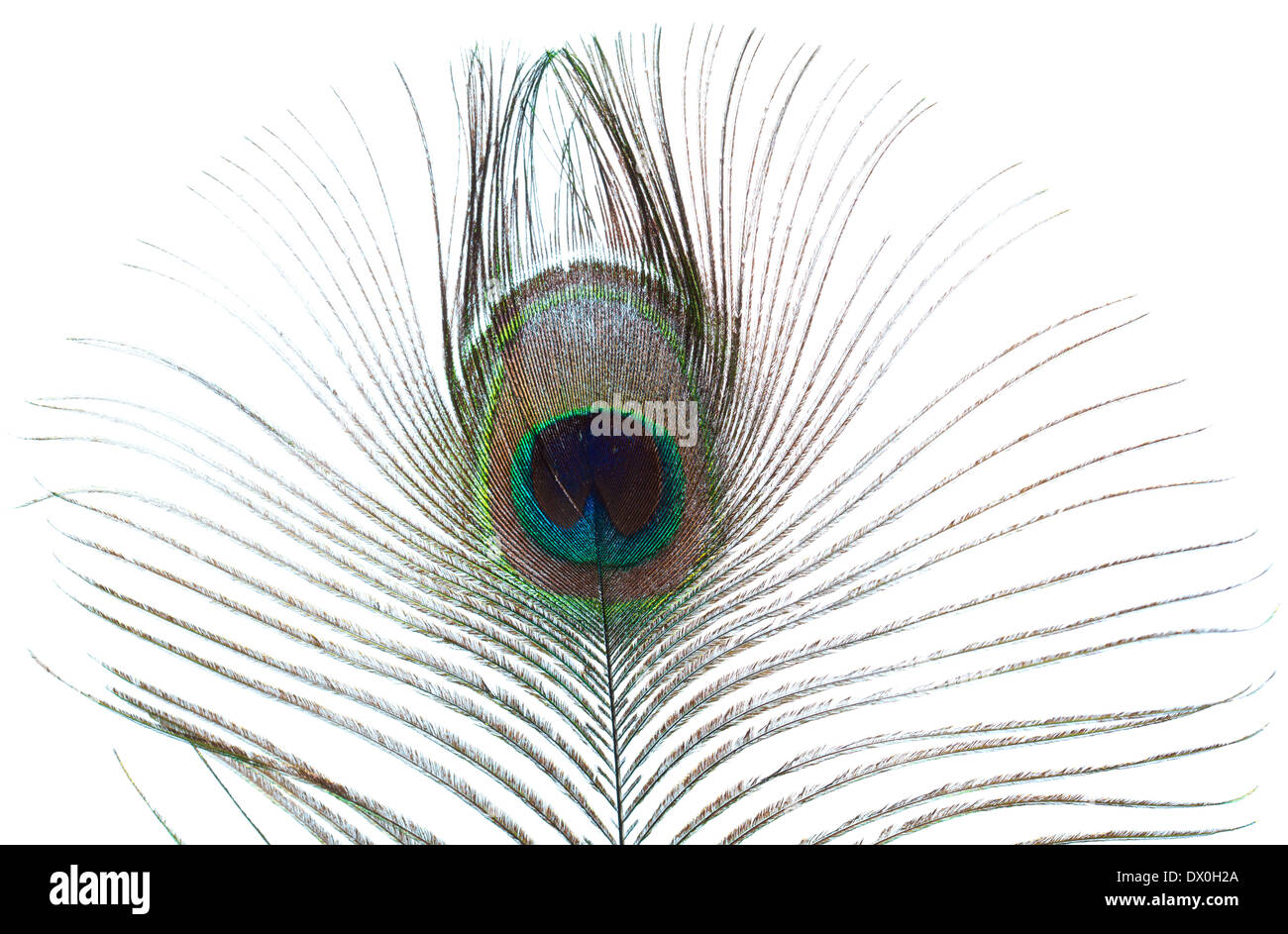 peacock feather isolated on white Stock Photo - Alamy