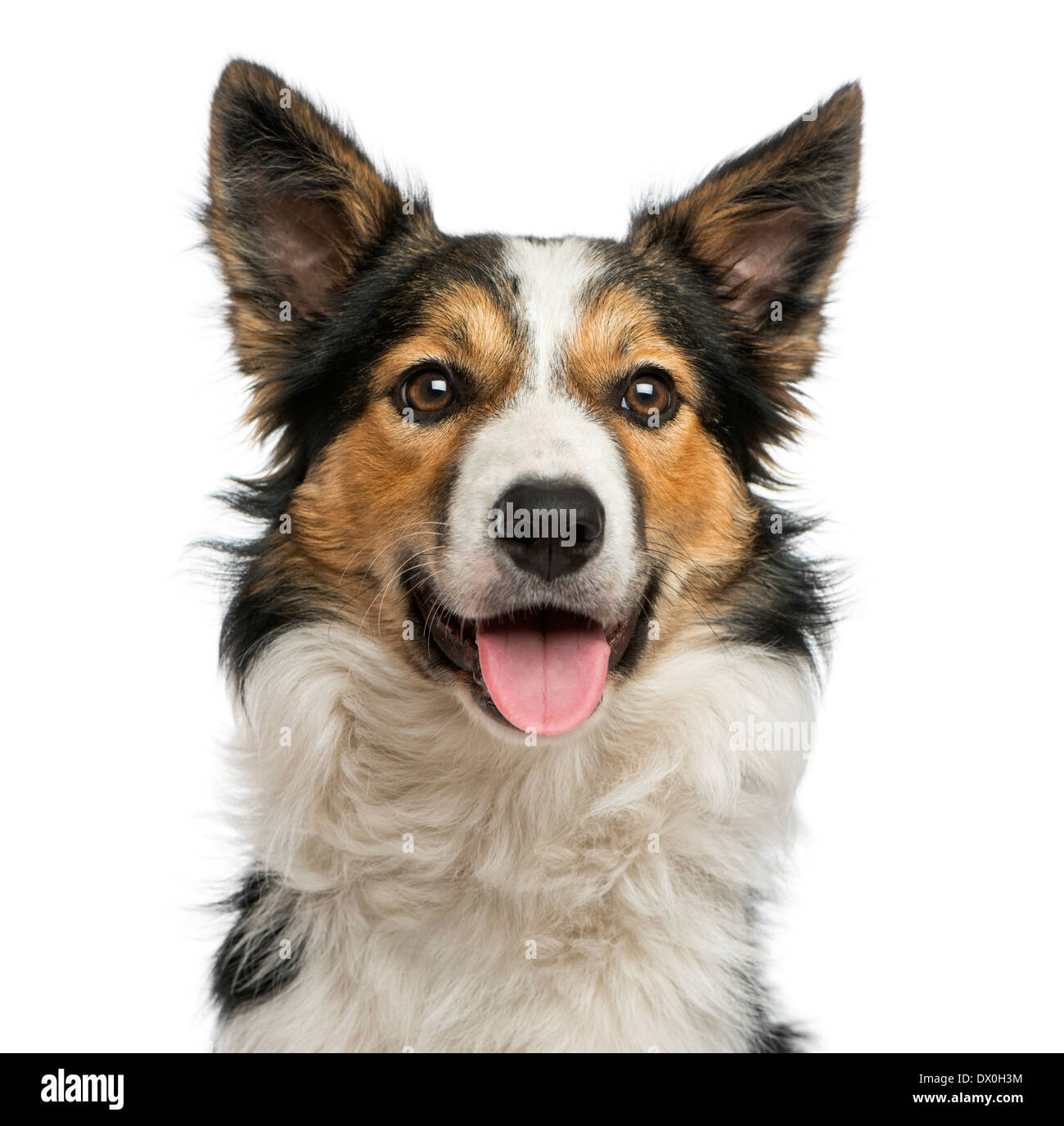 Border collie close up hi-res stock photography and images - Alamy