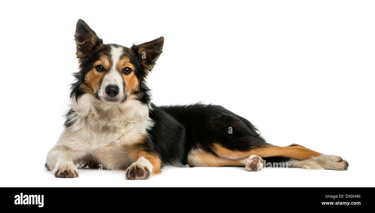 Border collie lying down, looking at the camera, against white ...