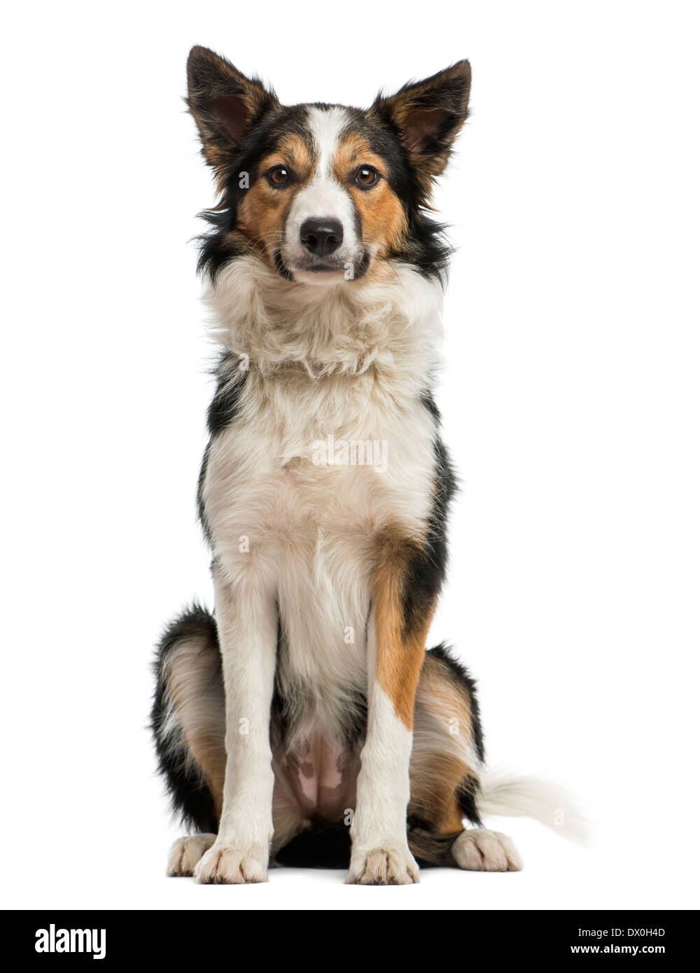 Front view of a Border collie sitting, looking at the camera against ...