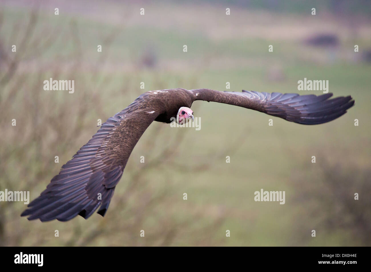 Brown vulture hi-res stock photography and images - Alamy