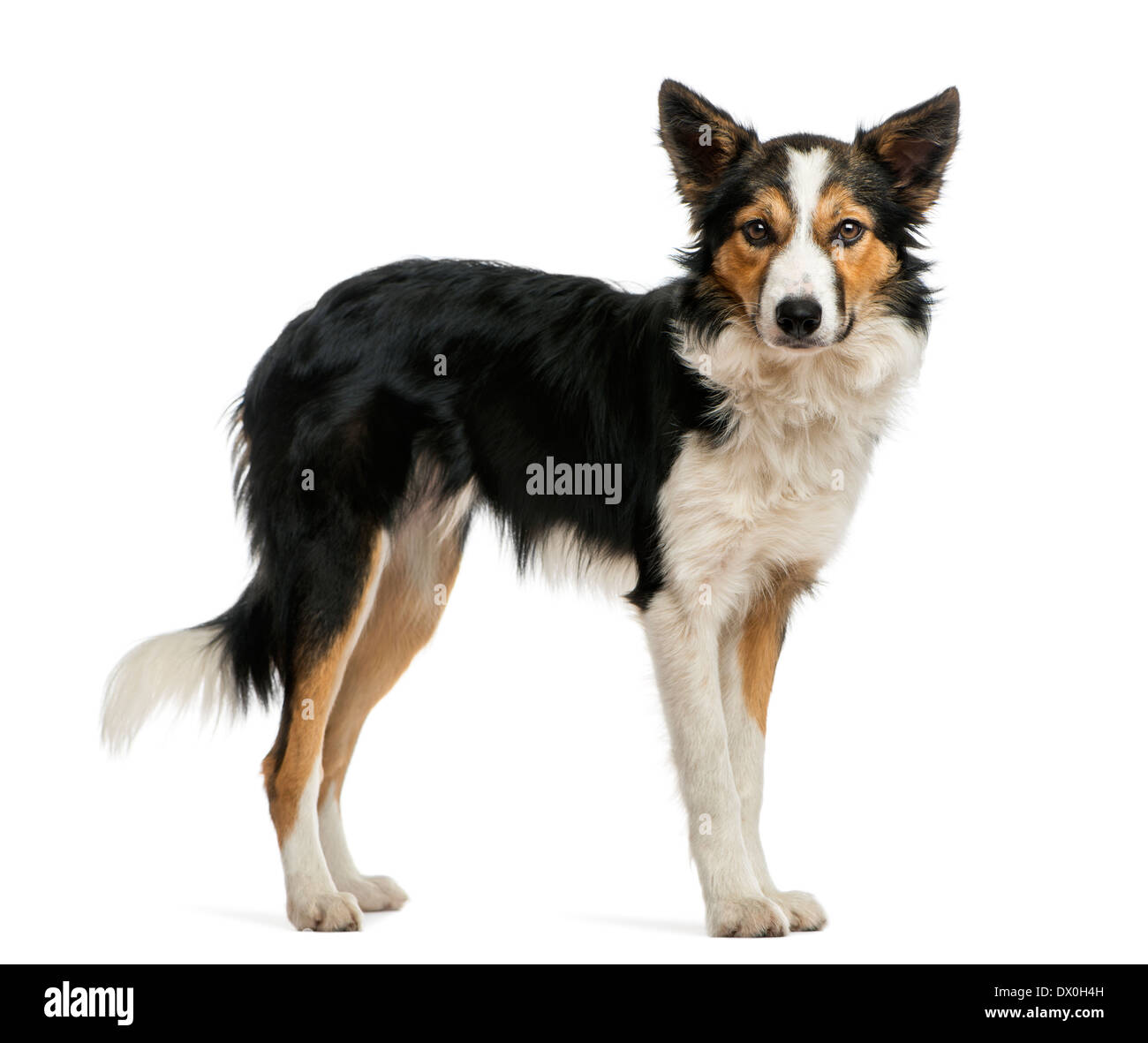 Border collie standing, portrait against white background Stock Photo ...