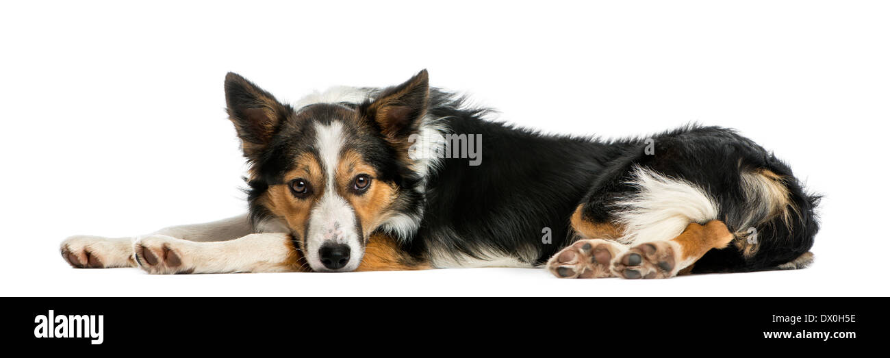 Border collie lying down, looking at the camera, against white ...