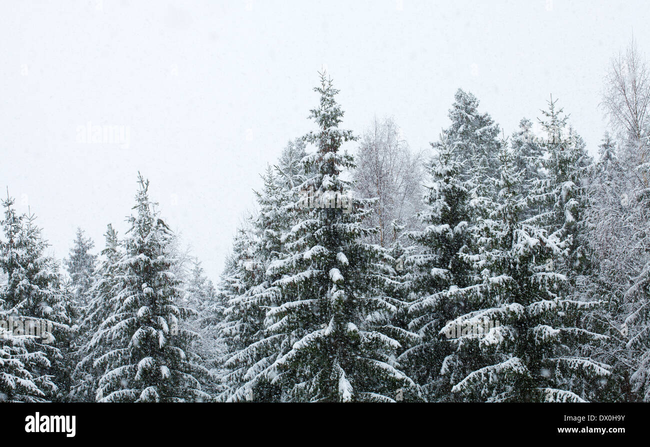 heavy snowfall natural background Stock Photo - Alamy