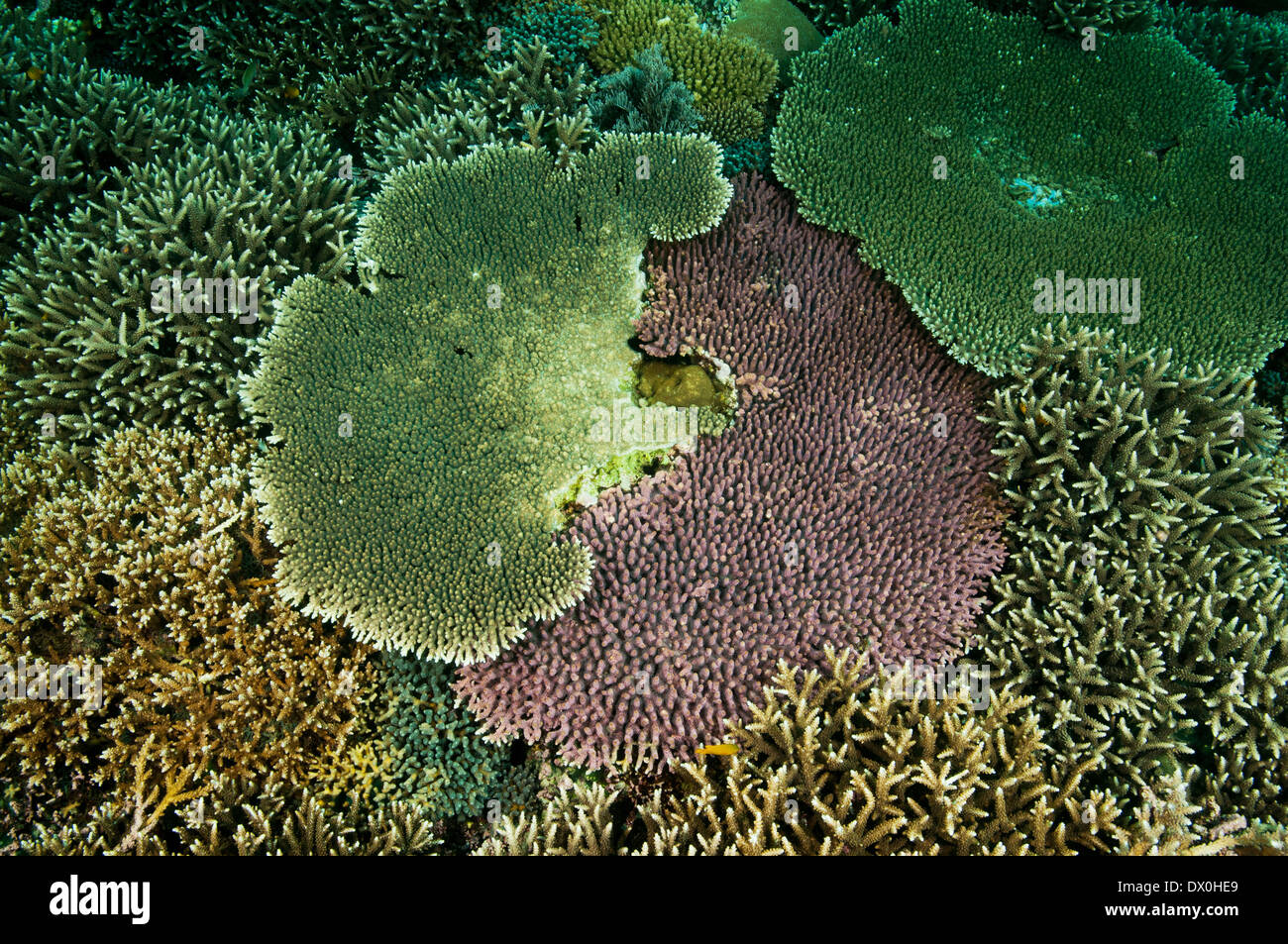 Coral competition Raja Ampat Indonesia Stock Photo - Alamy