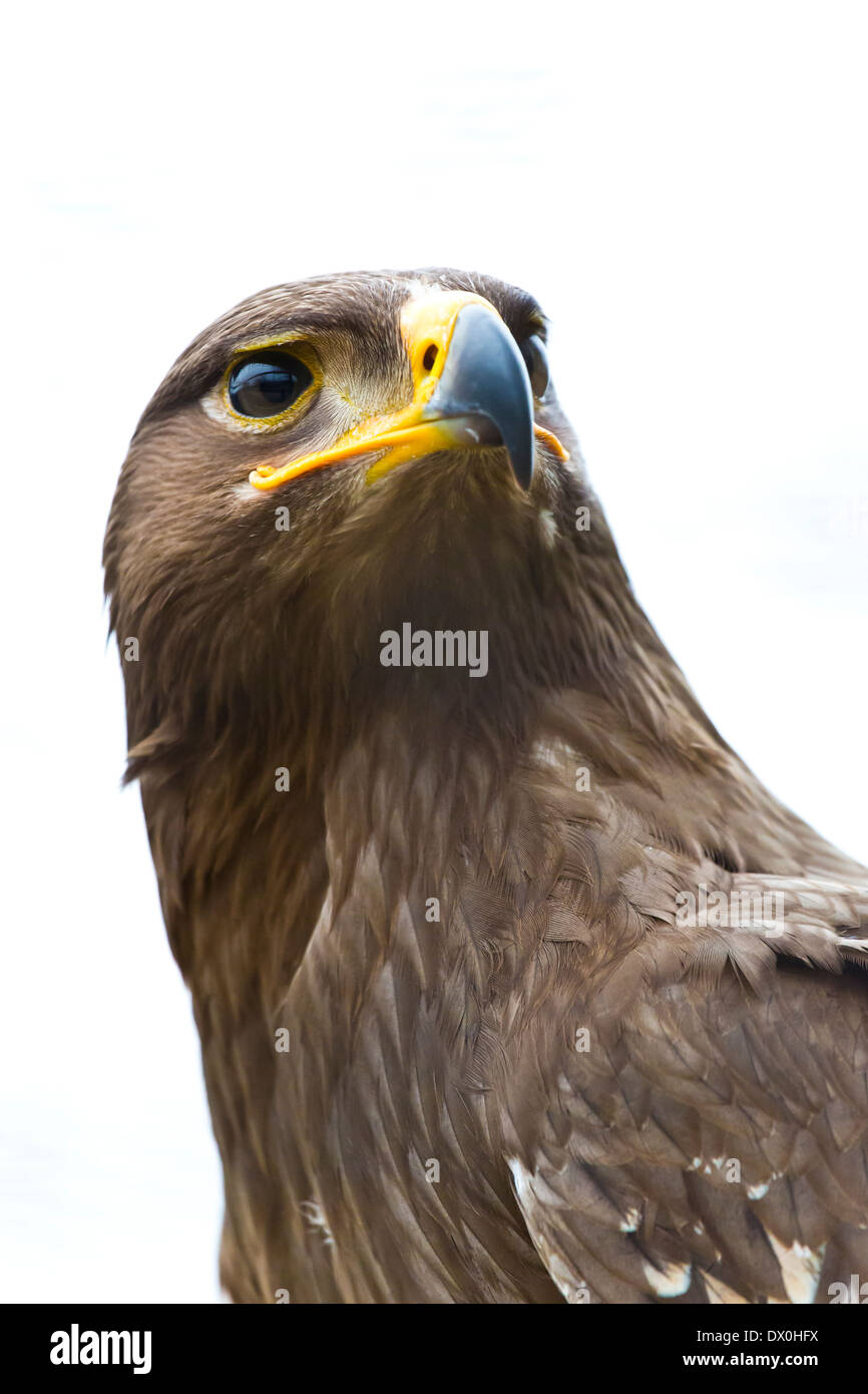 Harris hawk feathers hi-res stock photography and images - Alamy