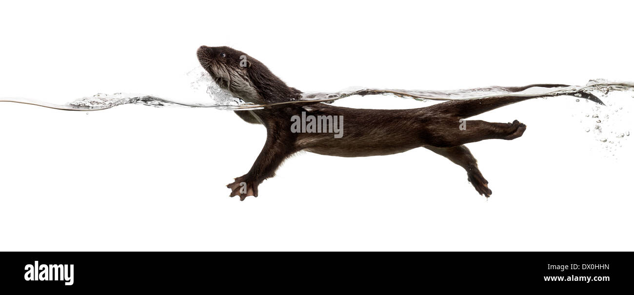 Side view of an European otter swimming at the surface of the water ...