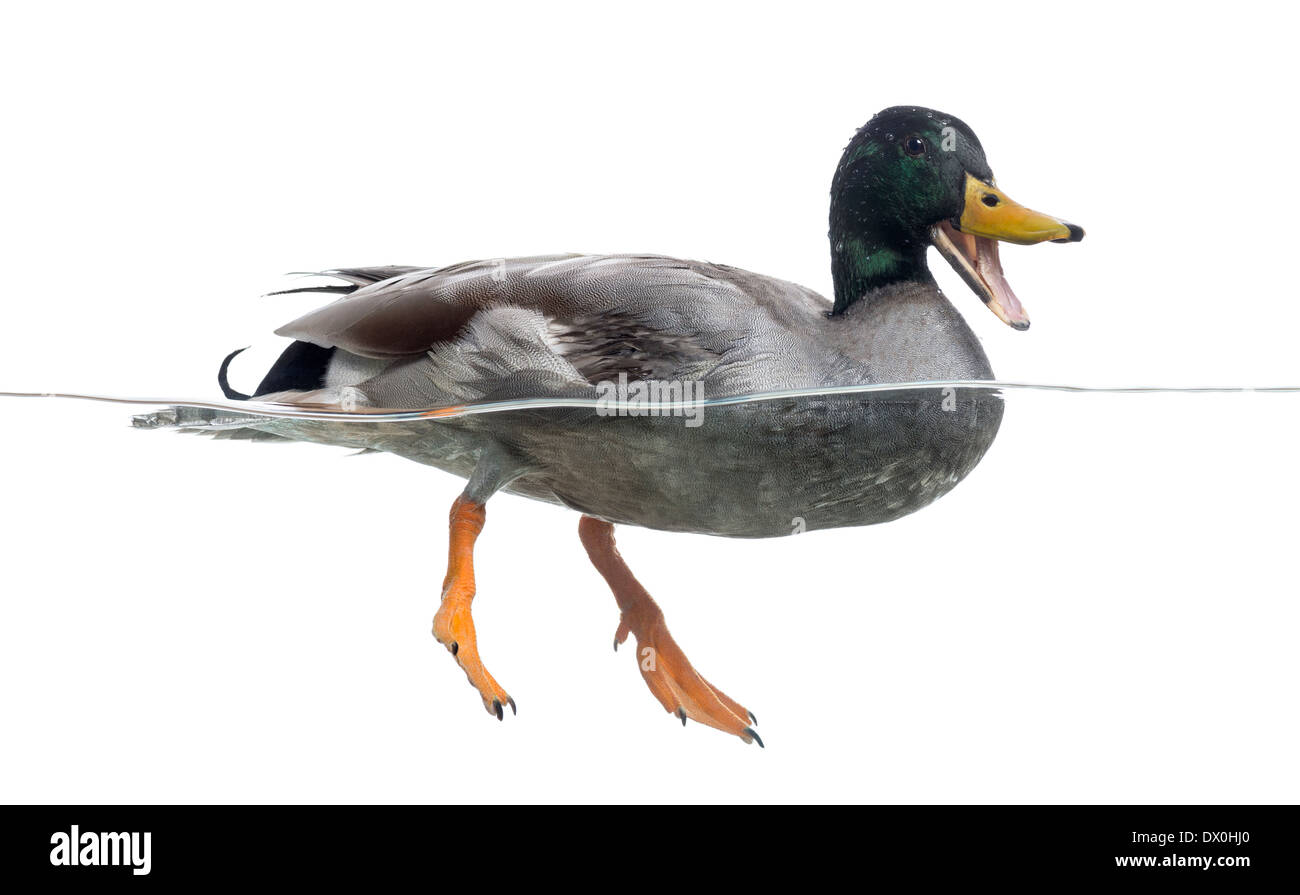 Quacking duck hi-res stock photography and images - Alamy