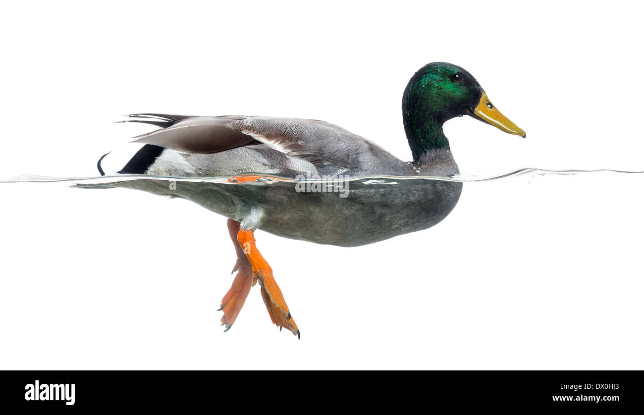 Side view of a Mallard floating on the water, Anas platyrhynchos ...