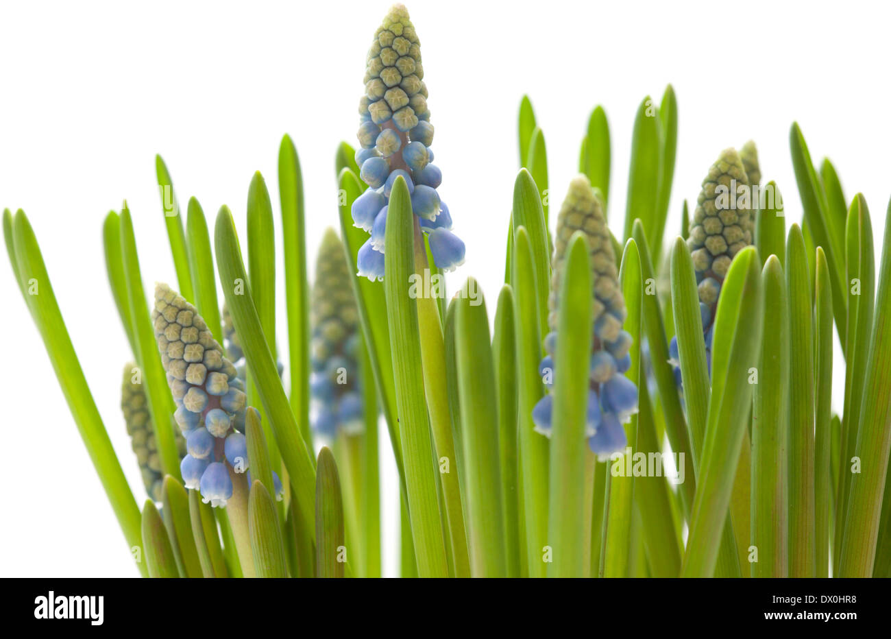 growing muscari isolated on white background Stock Photo - Alamy