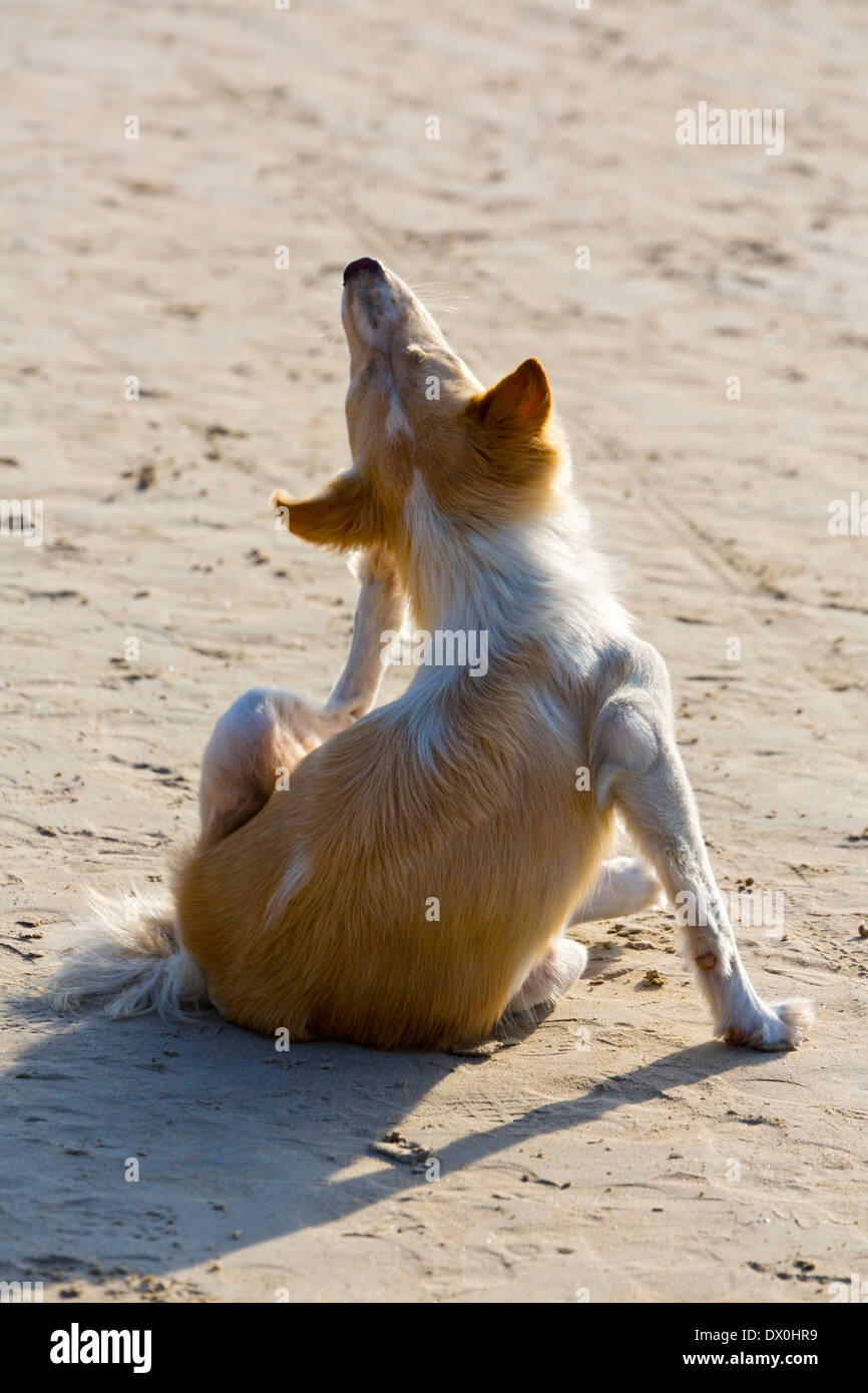 Sandy coloured dog hi-res stock photography and images - Alamy