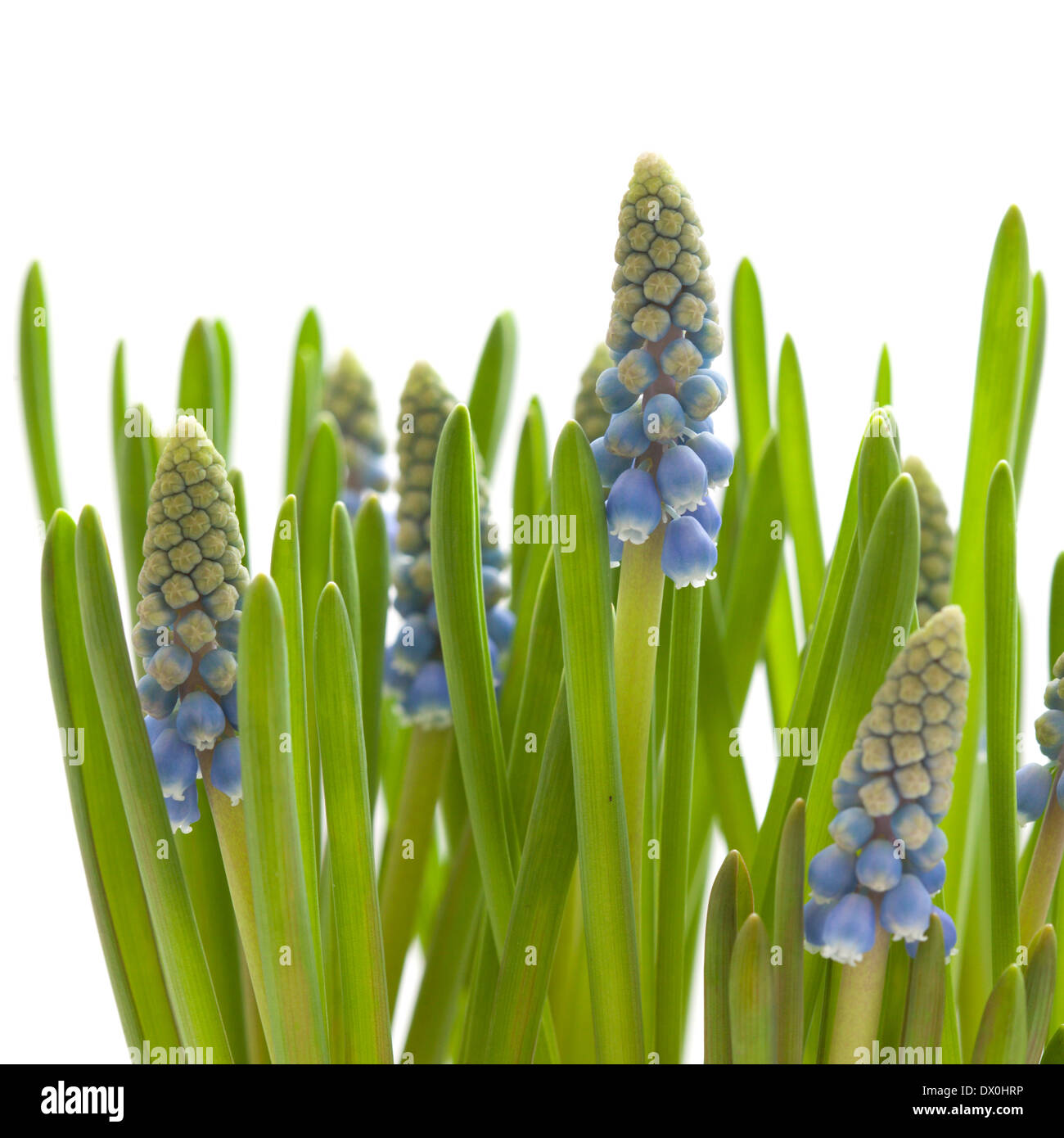 growing muscari isolated on white background Stock Photo - Alamy