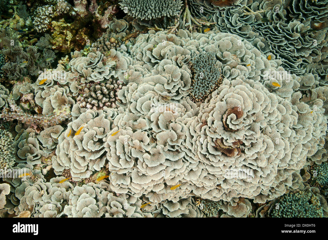 Foliose Coral Big Branching Corals