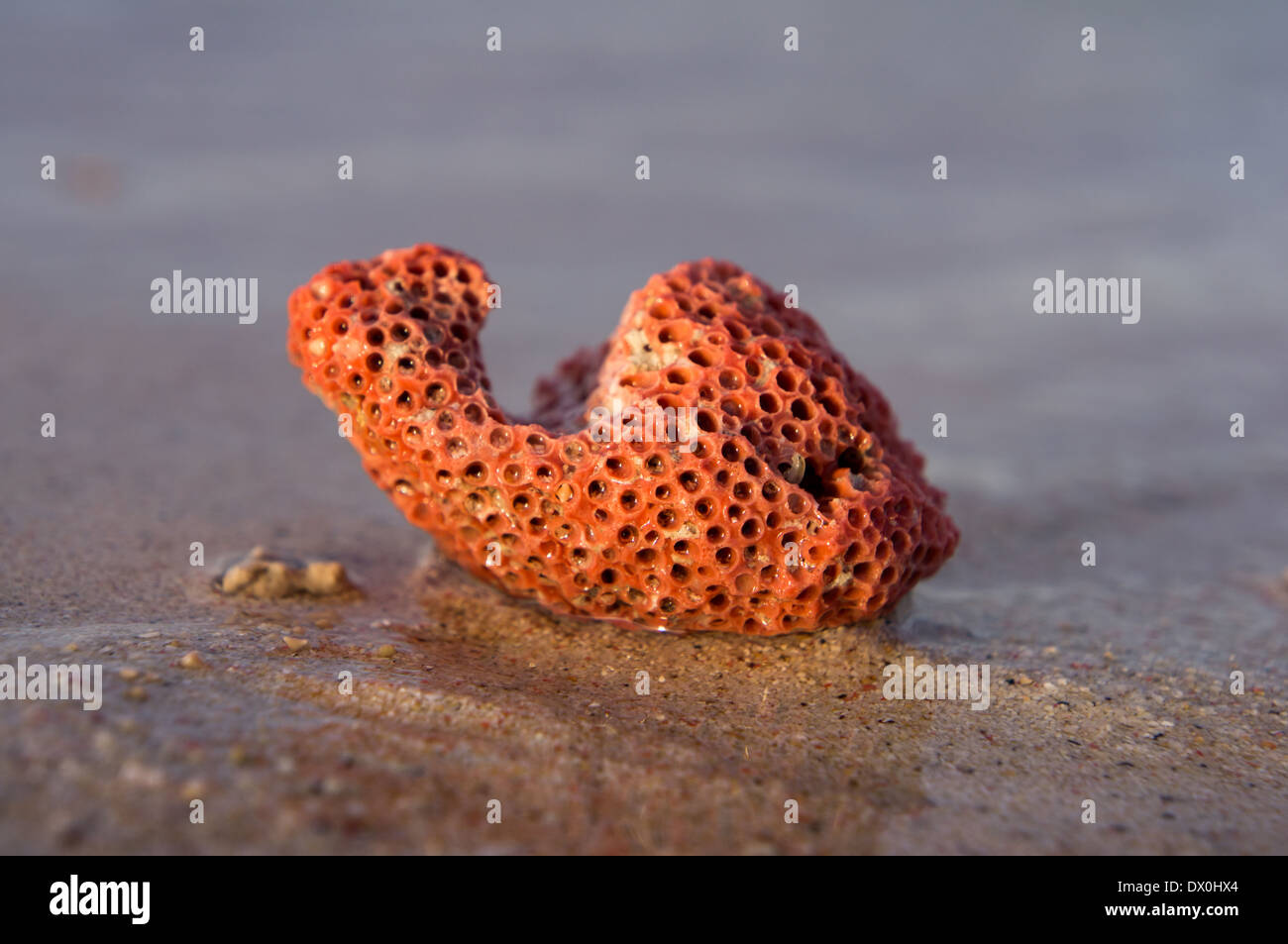 a red coral and sand on the beach, gili islands, Indonesia Stock Photo ...