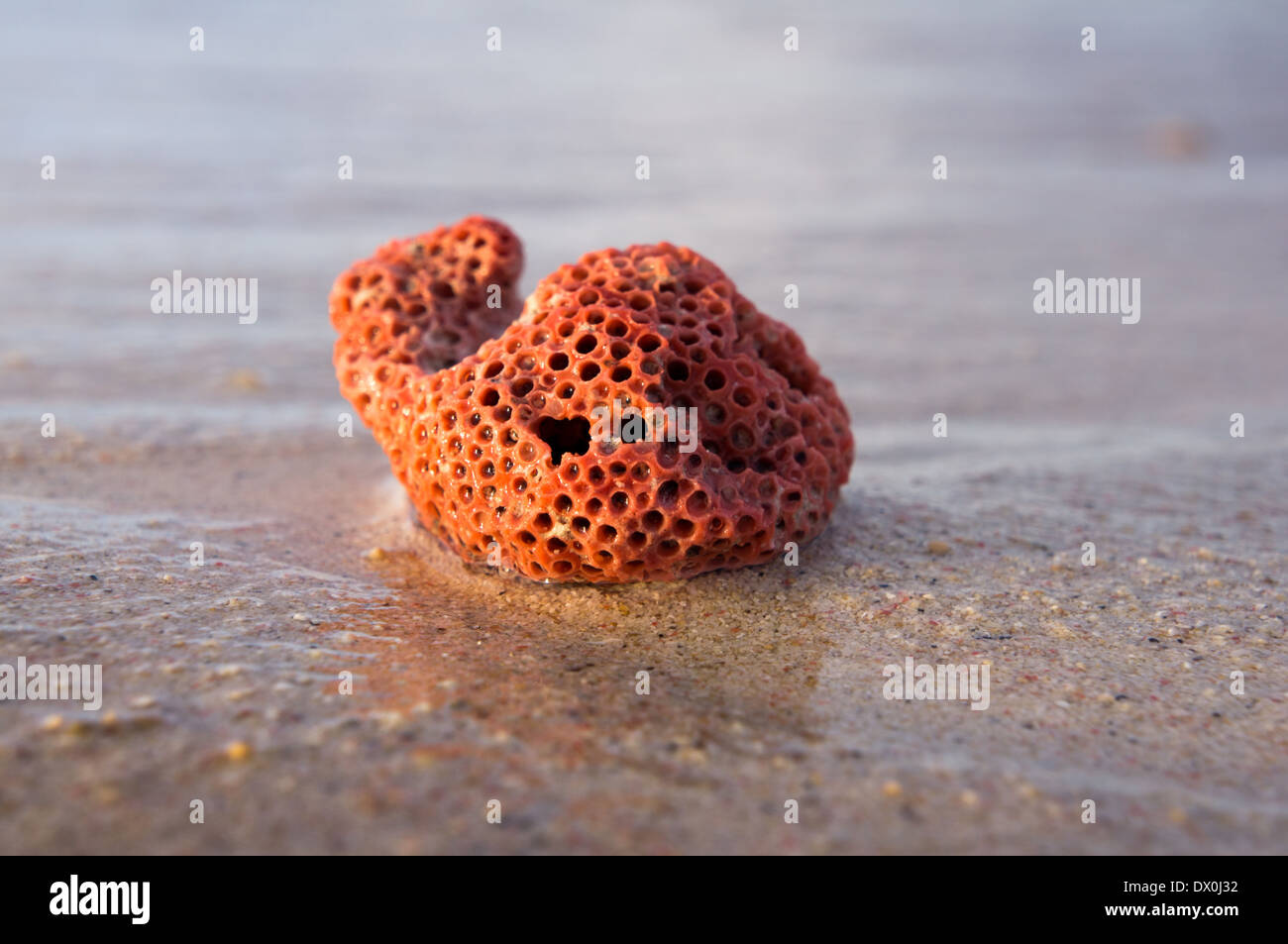 a red coral and sand on the beach, gili islands, Indonesia Stock Photo ...