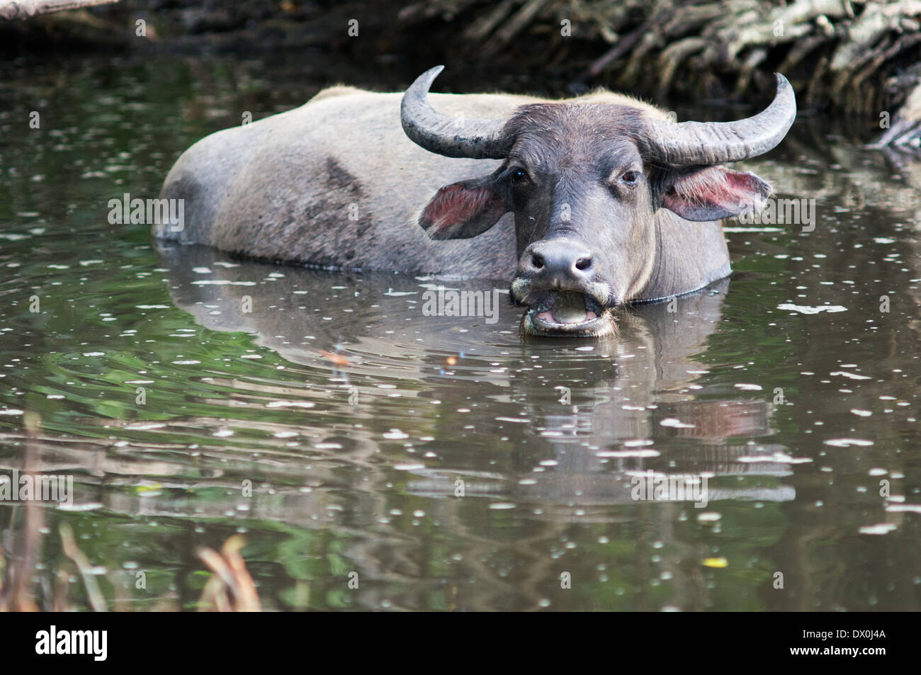 Water Buffalo, Indonesia, Asia Stock Photo - Alamy