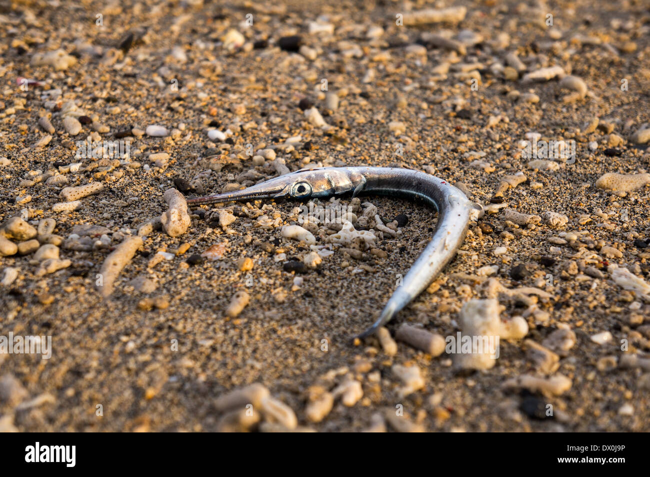 dead fish on the sand beach for background Stock Photo - Alamy