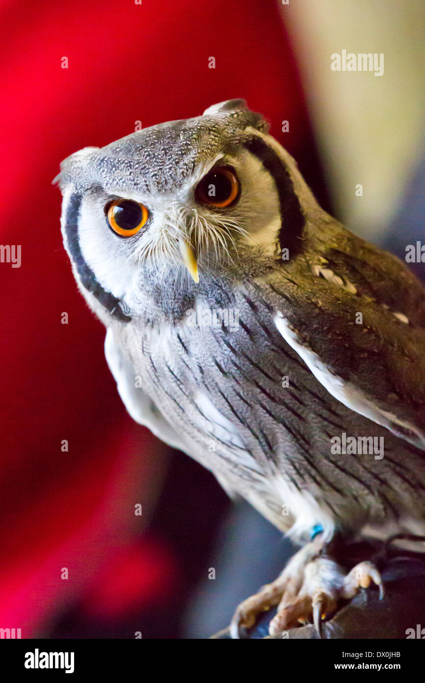 White Faced Scops Owl Stock Photo - Alamy