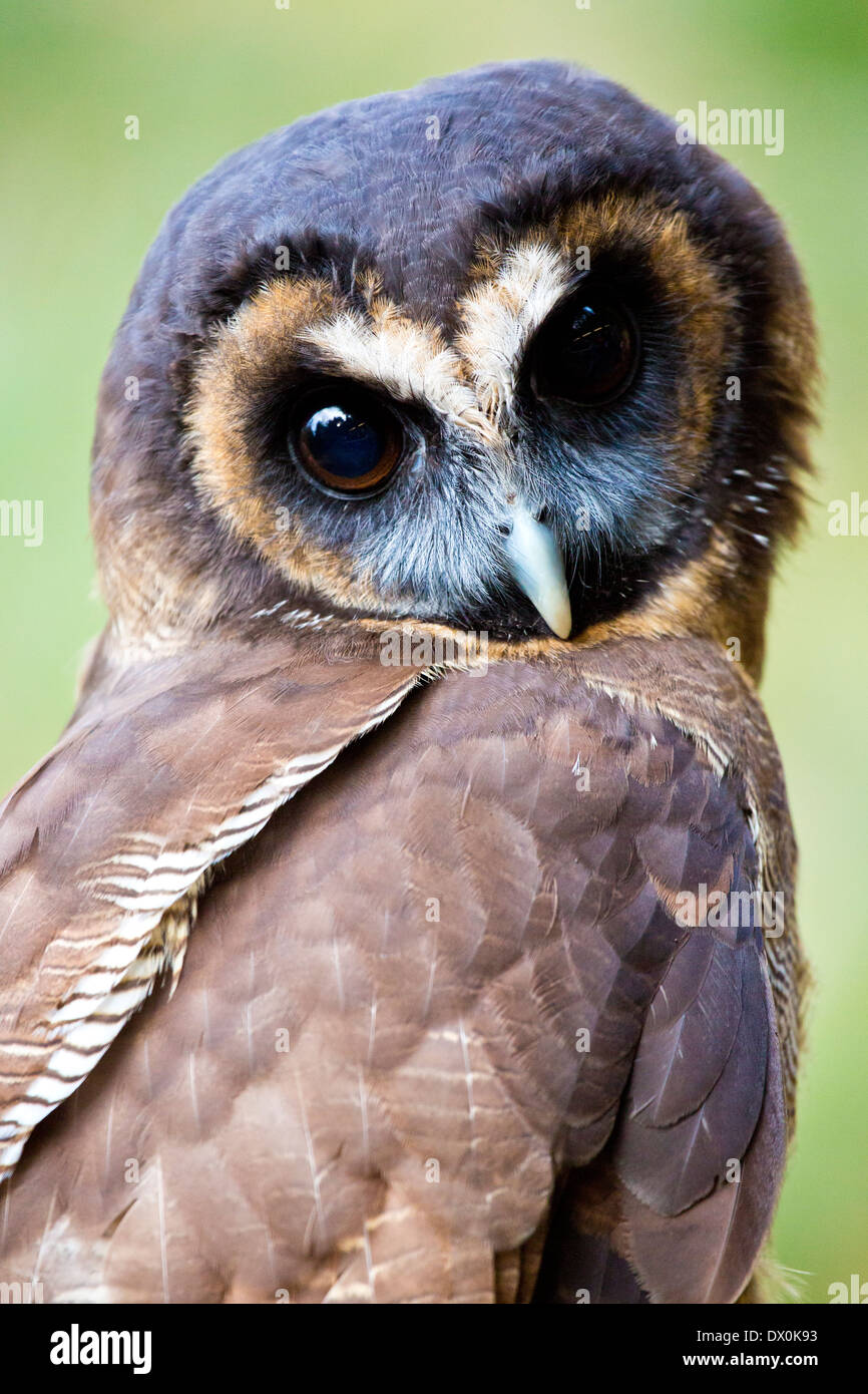 Brown Wood Owl Stock Photo - Alamy