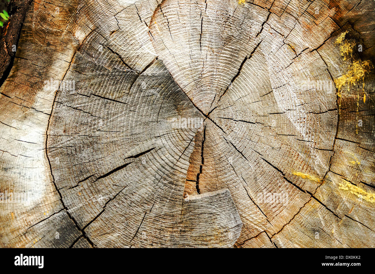 Cross section of a tree trunk and stump hi-res stock photography and ...