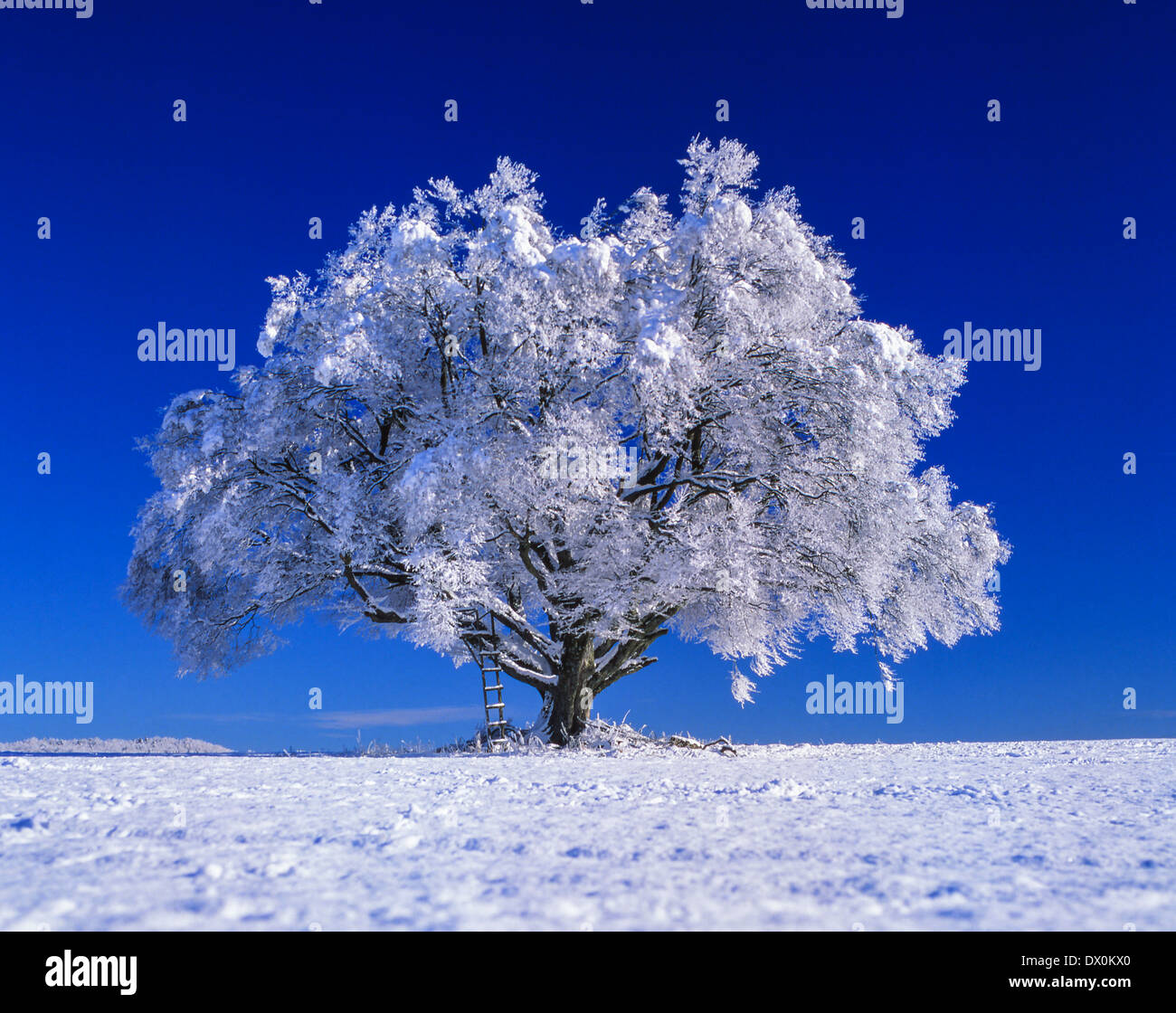 Single tree in winter, snow Stock Photo - Alamy