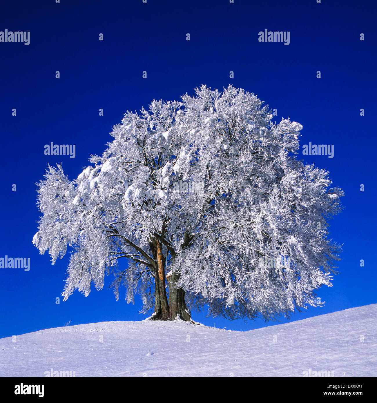 Single tree in winter, snow Stock Photo - Alamy