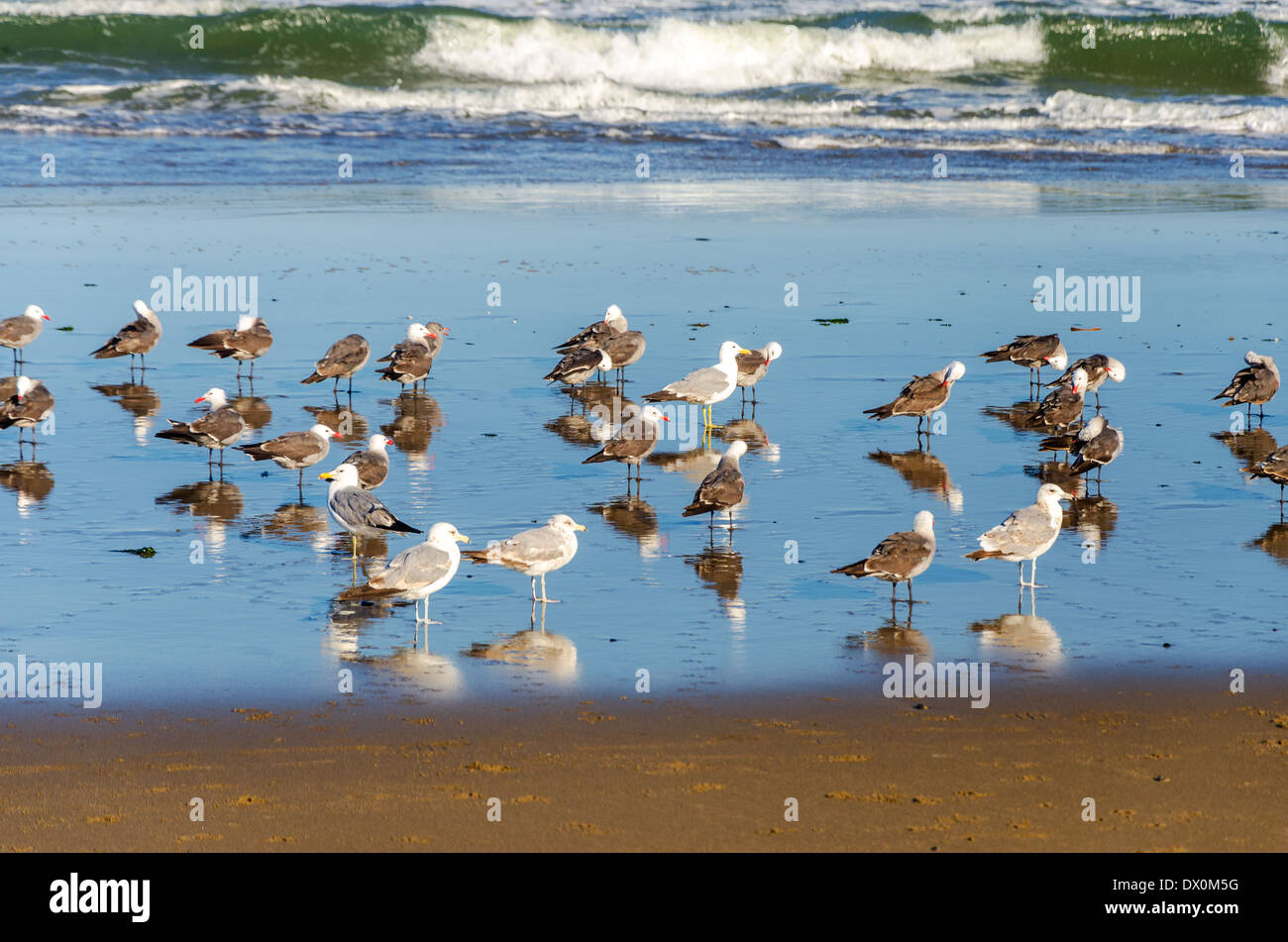 Pacific seagull hi-res stock photography and images - Alamy