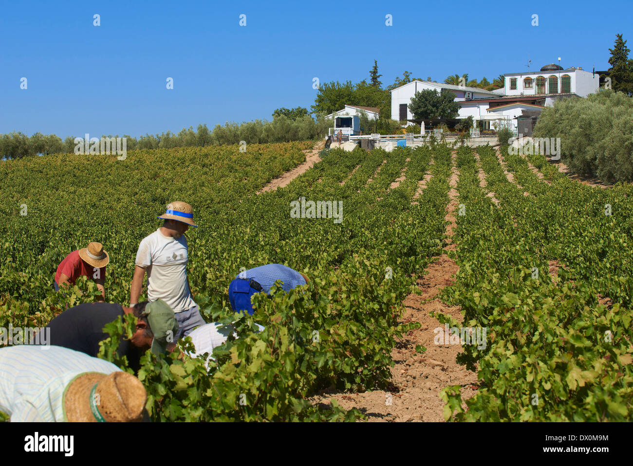 Harvesting pedro ximenez wine grapes hi-res stock photography and ...