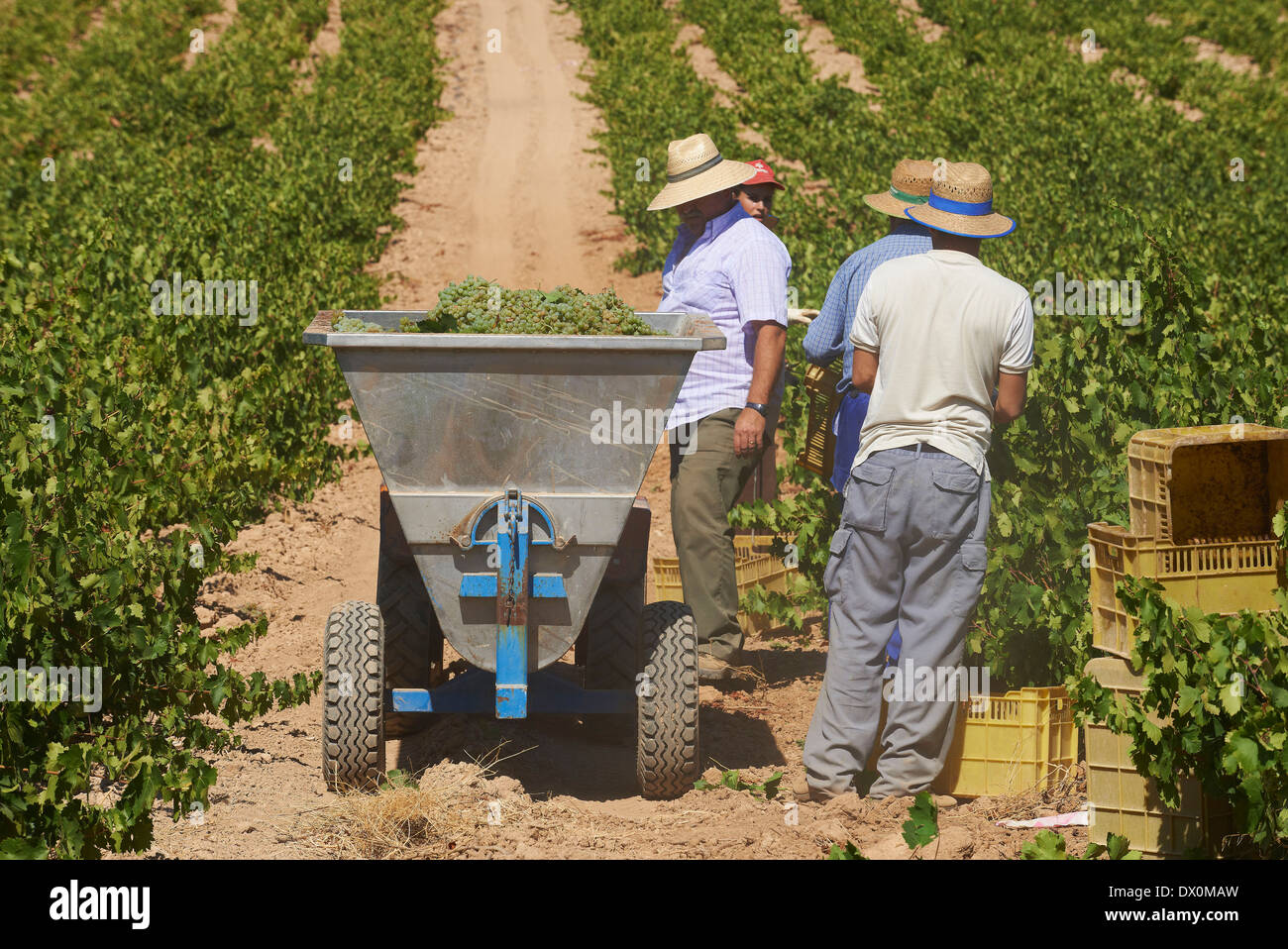 Pedro ximenez grapes hi-res stock photography and images - Alamy