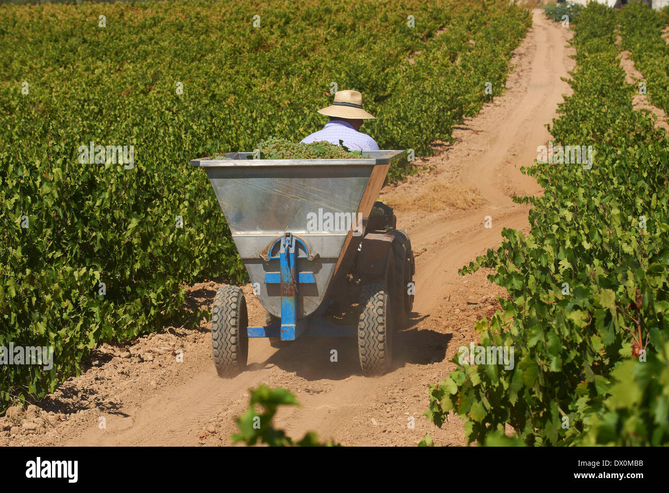 Harvesting pedro ximenez wine hi-res stock photography and images - Alamy