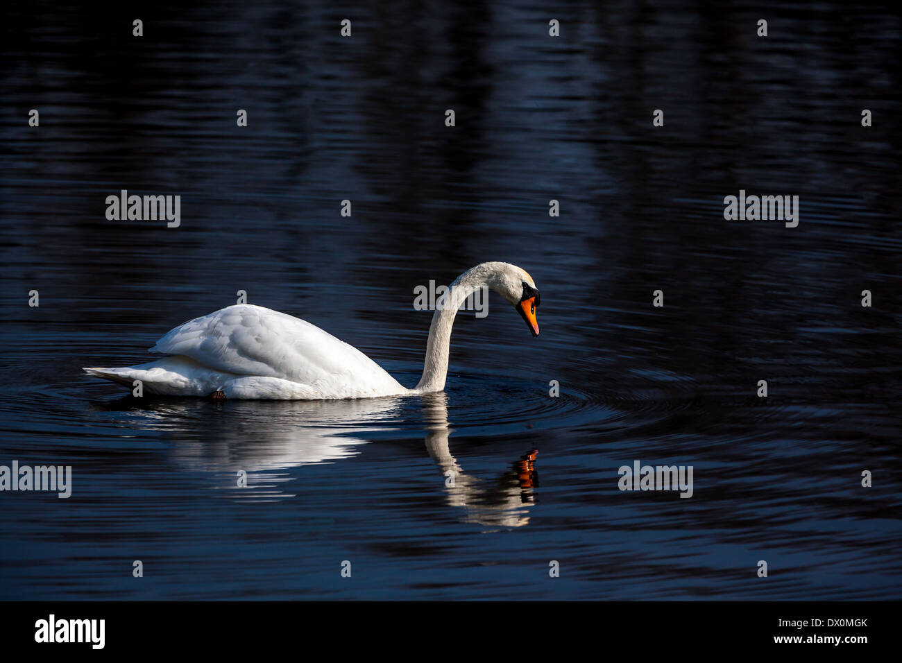 swan in the water Stock Photo - Alamy