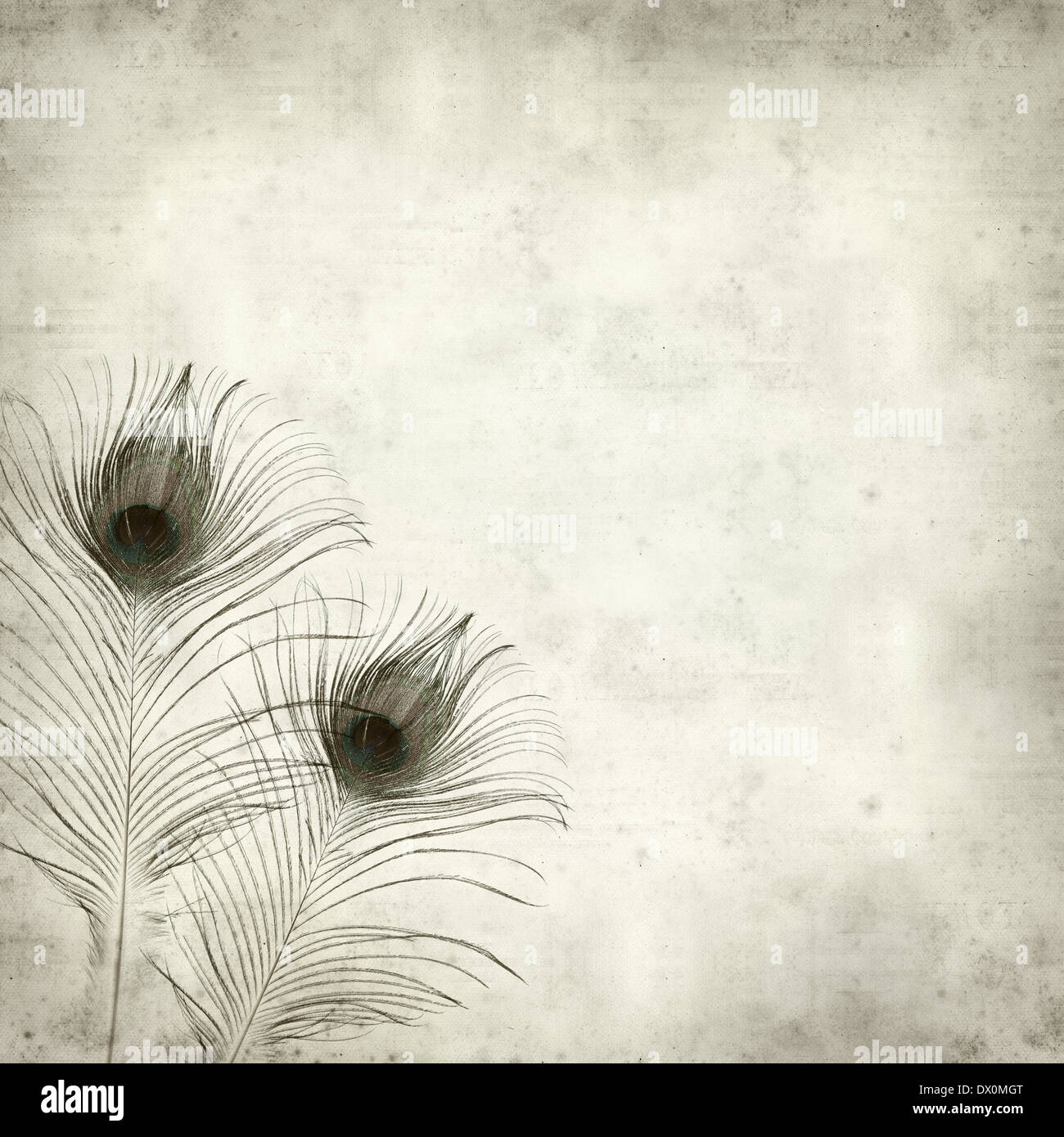 Vintage Peacock Background
